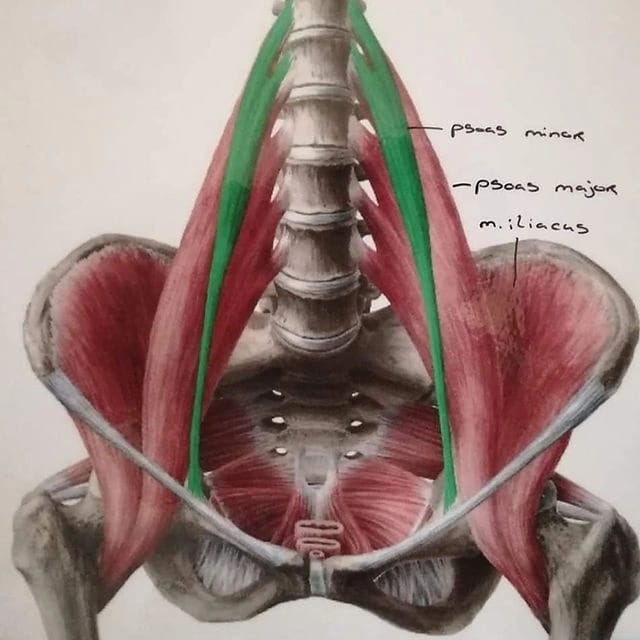 Psoas Maior Psoas Syndrome Overlooked Cause Of Back, Hip & Groin